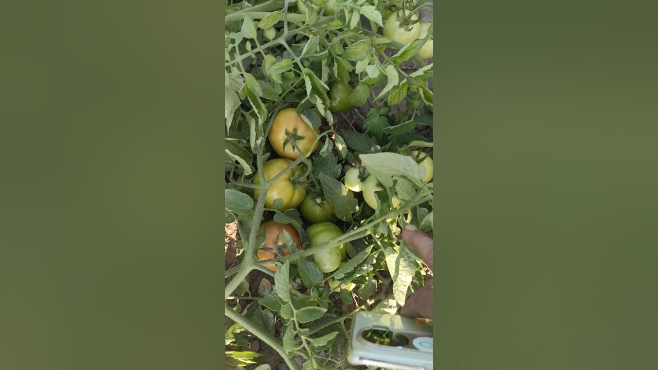 टमाटर की शानदार वेराइटी #farming #onionbusiness #hybridplant #agriculture #hybridvegetable - YouTube