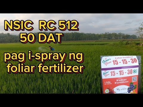NSIC RC 512... 50 DAT. pag spray ng foliar at gold rush insecticide ...
