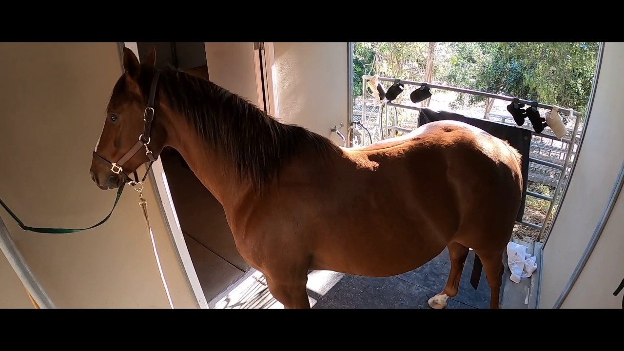 Beau the Slaughter Bound Horse. He's learned a lot in the time with us ...