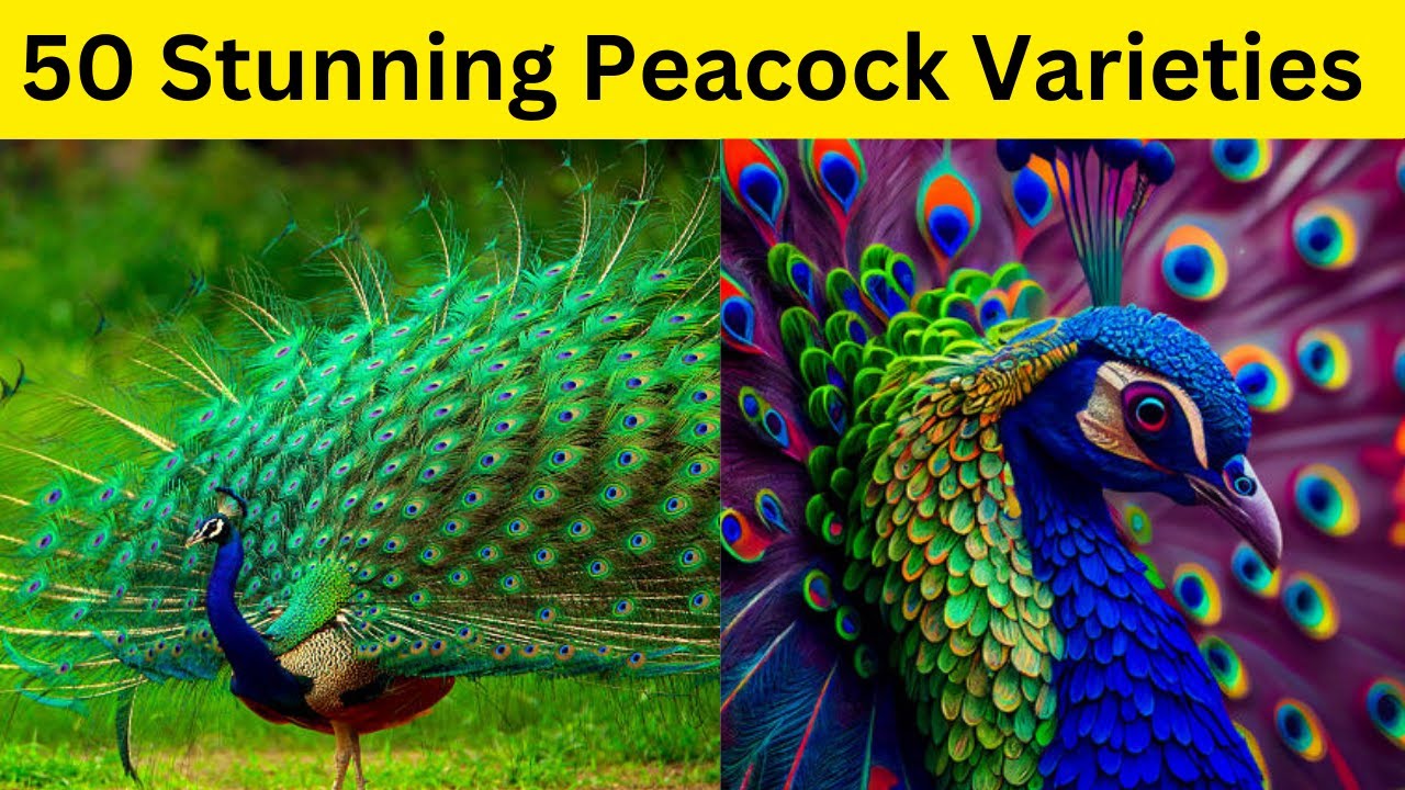 50 Stunning Peacock Varieties: A Feast for the Eyes! #birds #peacock # ...