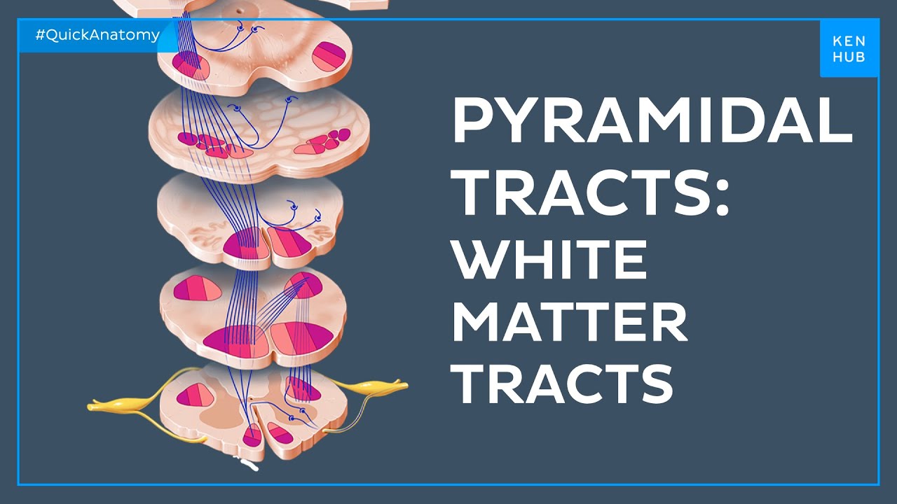 Pyramidal tracts: White matter tracts - Quick Anatomy | Kenhub - YouTube
