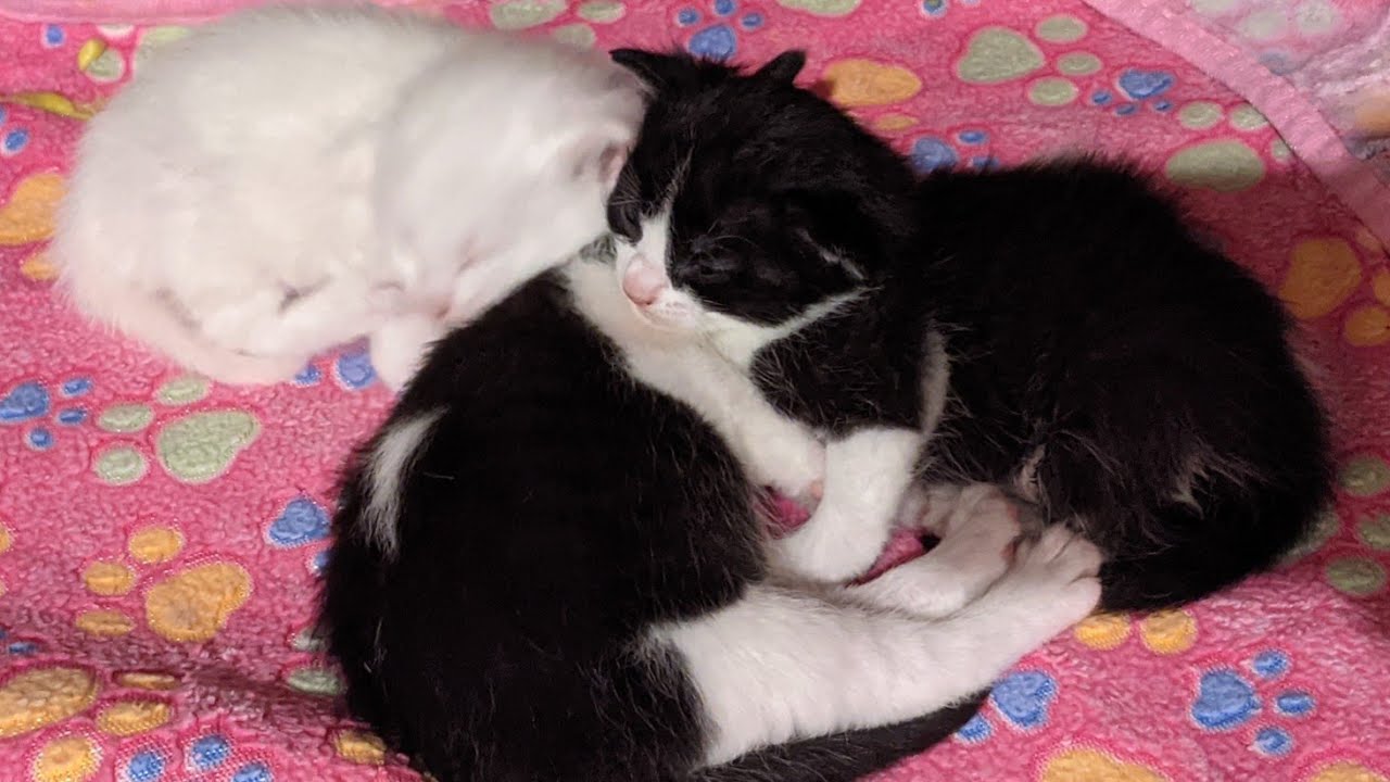 3 week old kittens wobble and play! - YouTube