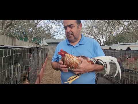 Gallito fino ojos rojos origen cubano. 🇨🇺 - YouTube