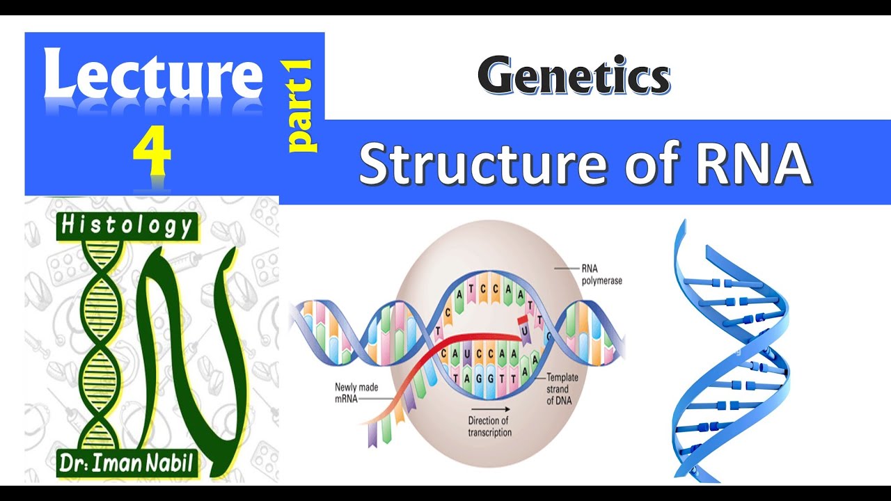 4a-Structure of RNA-Genetics - YouTube