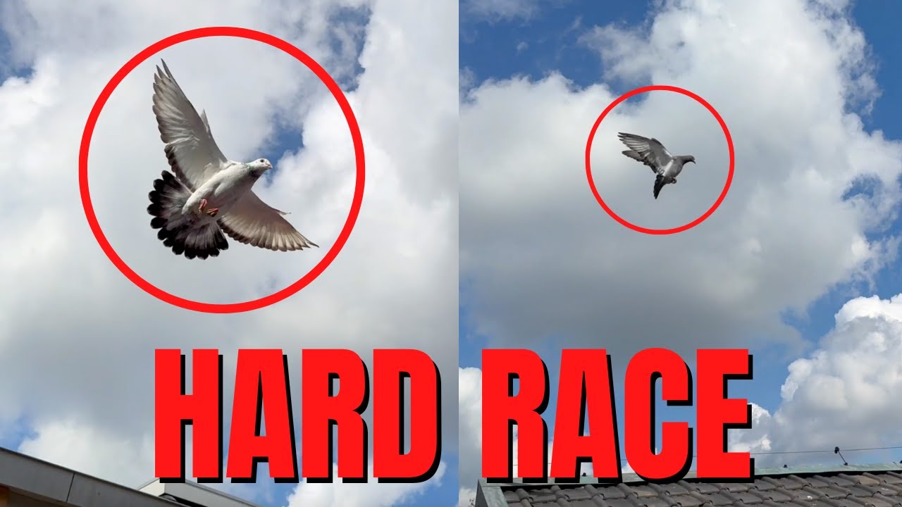 Extremely TOUGH Pigeon Race - YouTube