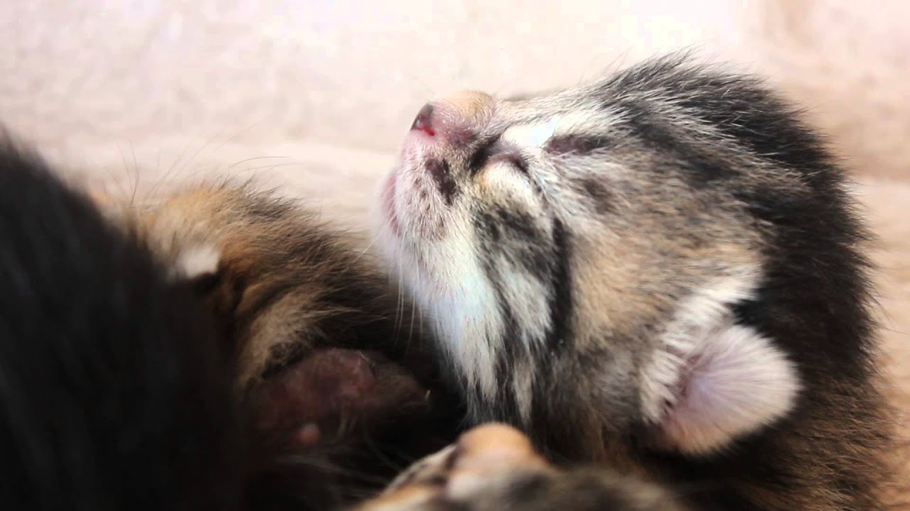 Baby kitten so cute 3 days old / dreaming / 3 tage altes katzenbaby ...