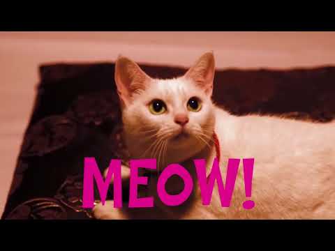 Pera Film: Miyav!  Dilini Kedi Mi Yuttu? | Meow!  Cat Got Your Tongue?
