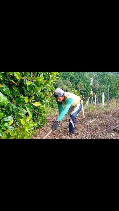 Cara Merawat Pohon Cengkeh Agar Tumbuh Subur dan Berbuah Lebat Part2 - YouTube