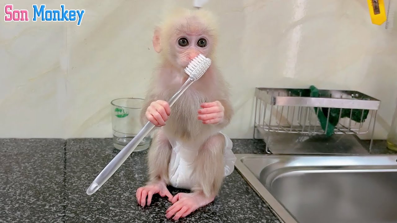 Baby monkey imitates dad brushing teeth super cute - Son Monkey - YouTube
