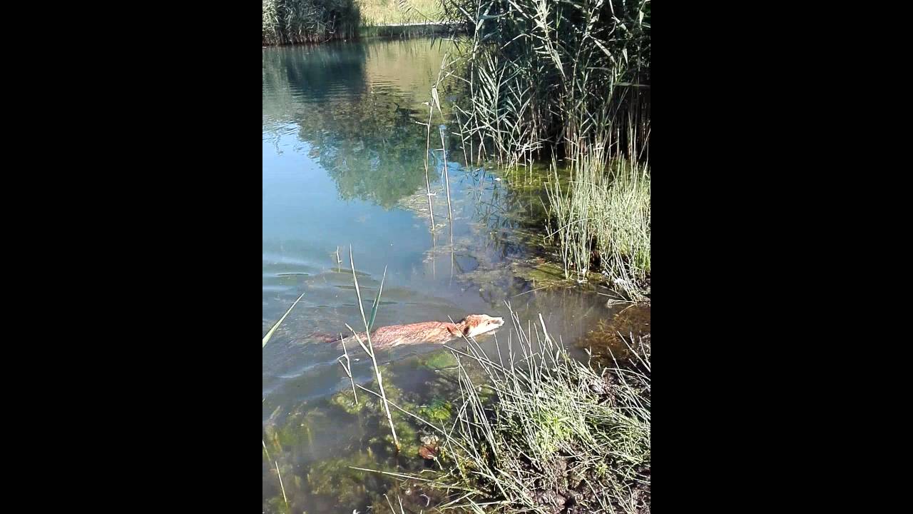 fox swimming in a pond - YouTube