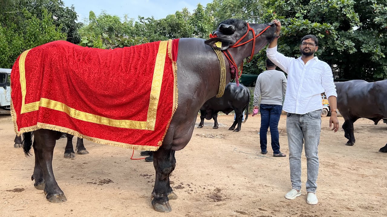 Sadar Festival 2022 | Khairatabad Madhu Yadav Bulls Garuda & Rana Ready ...
