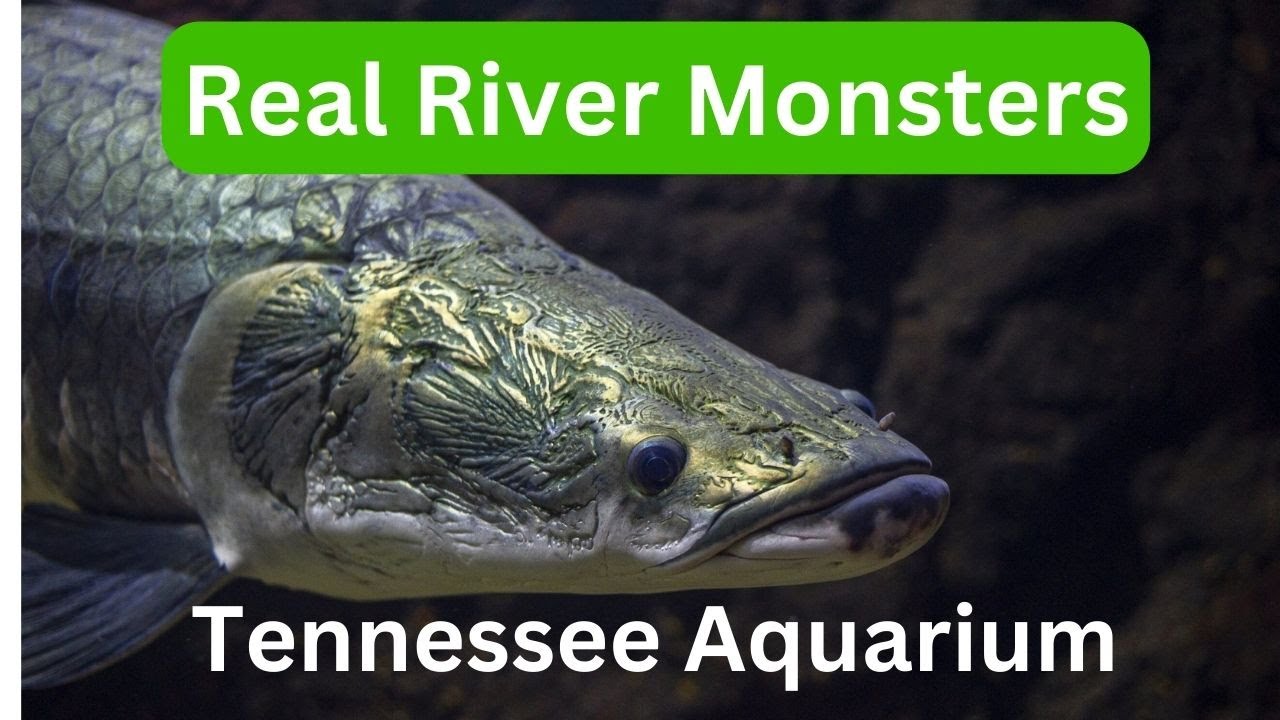 Real River Monsters | Tennessee Aquarium Chattanooga, Tennessee - YouTube