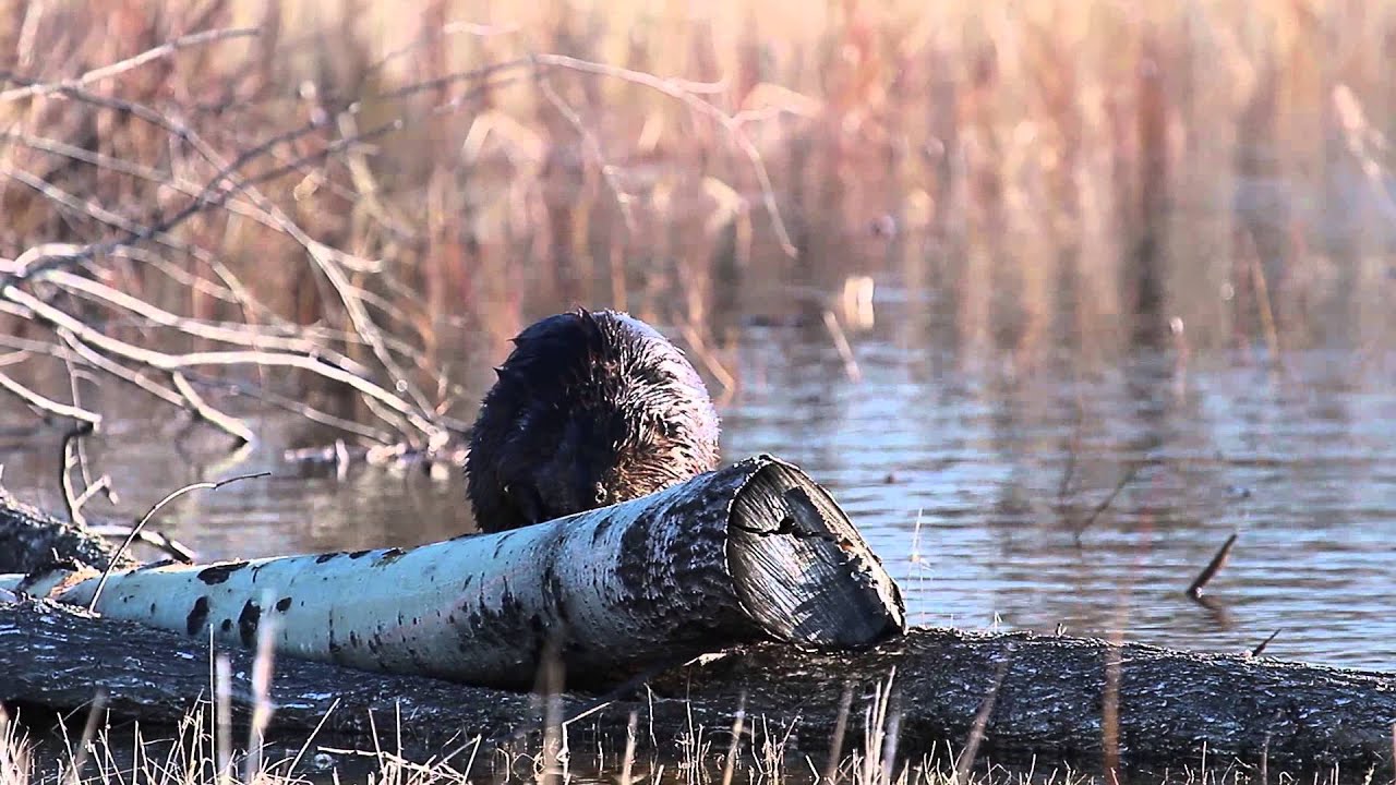 Beaver chewing tree - YouTube