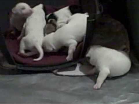 Moving and Shaking - 2 week old Rat Terrier Puppies - YouTube