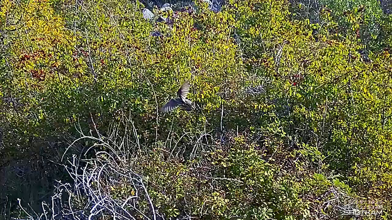 Ouail hunting in Croatia - YouTube