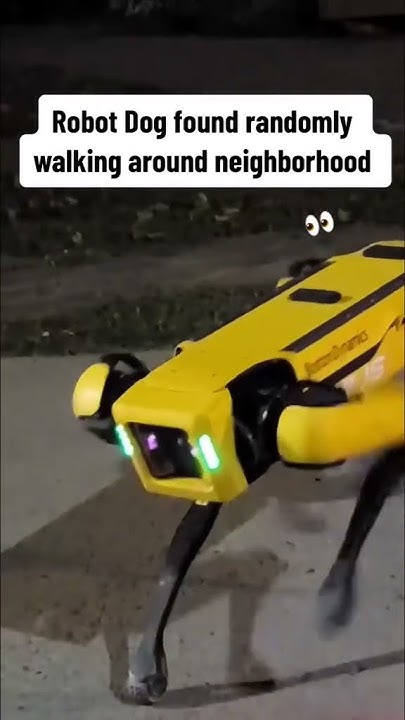 🤖🐕 An actual ROBOT DOG walking the streets freely - YouTube