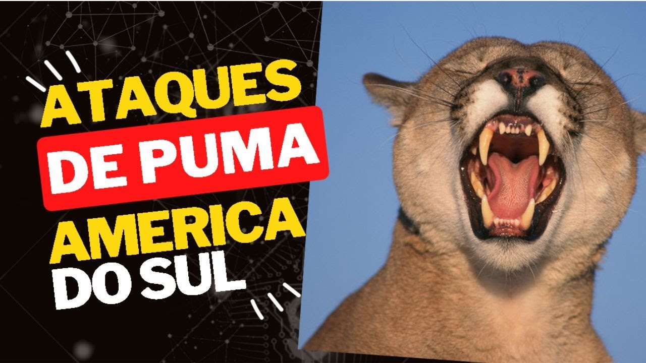 PUMA - ATAQUES na AMERICA do SUL [Já teve MORTES!!] - YouTube