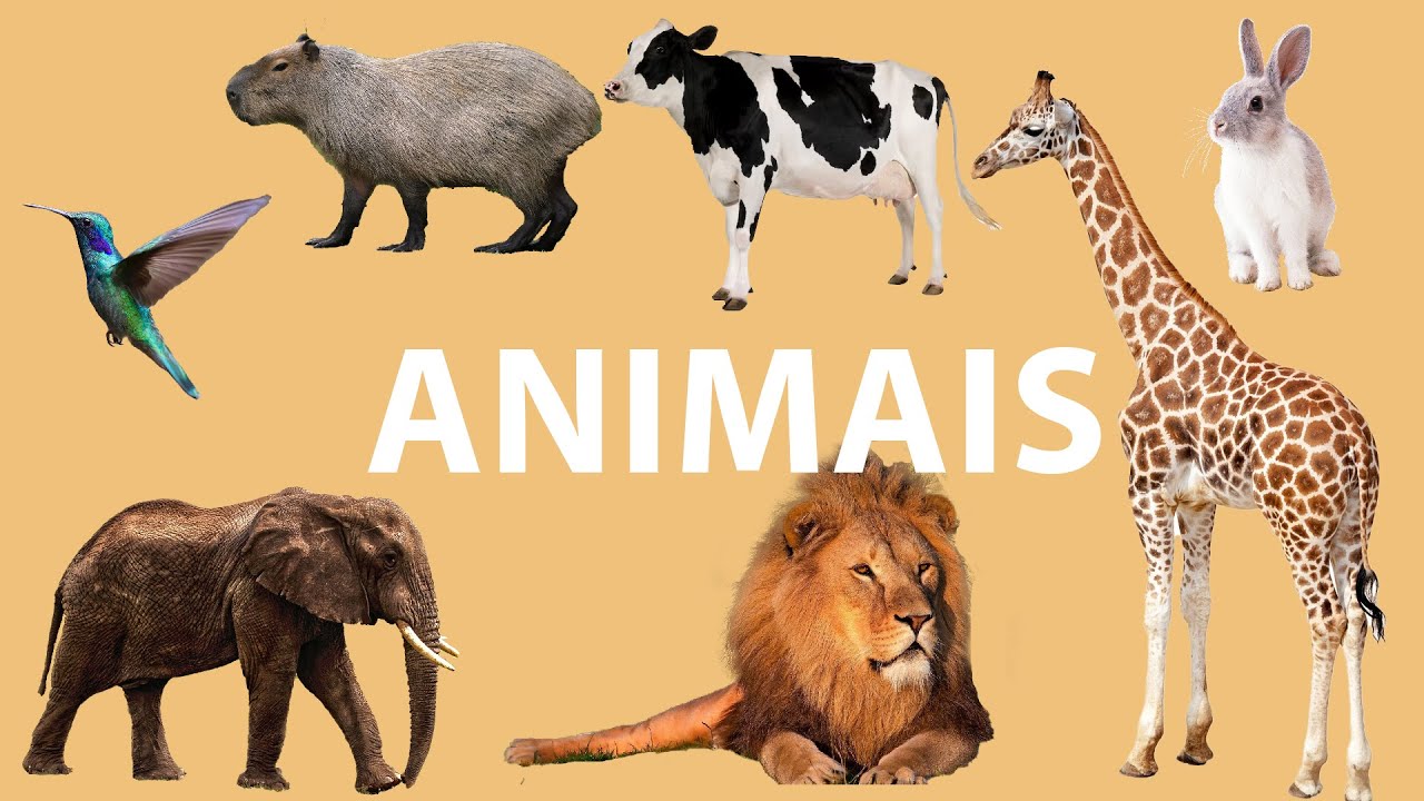 Nome de Animais - Conhecendo nome dos animais | Estimulação Infantil ...