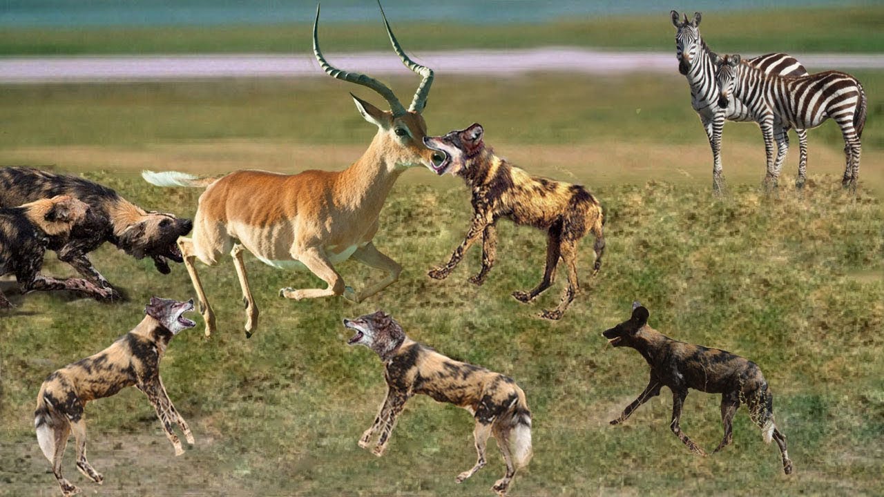 Dangerous Wild Dogs hunting with no mercy - YouTube