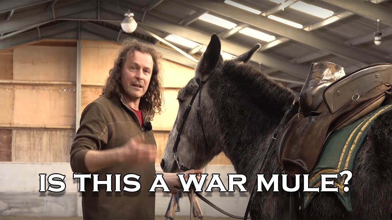 Training a mule for medieval war - YouTube
