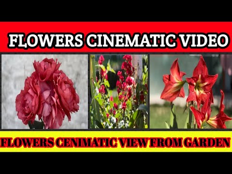 PAKISTAN NATURAL BEAUTY | CINEMATIC VIDEO | FLOWER CINEMATIC VIEWS| HOW ...