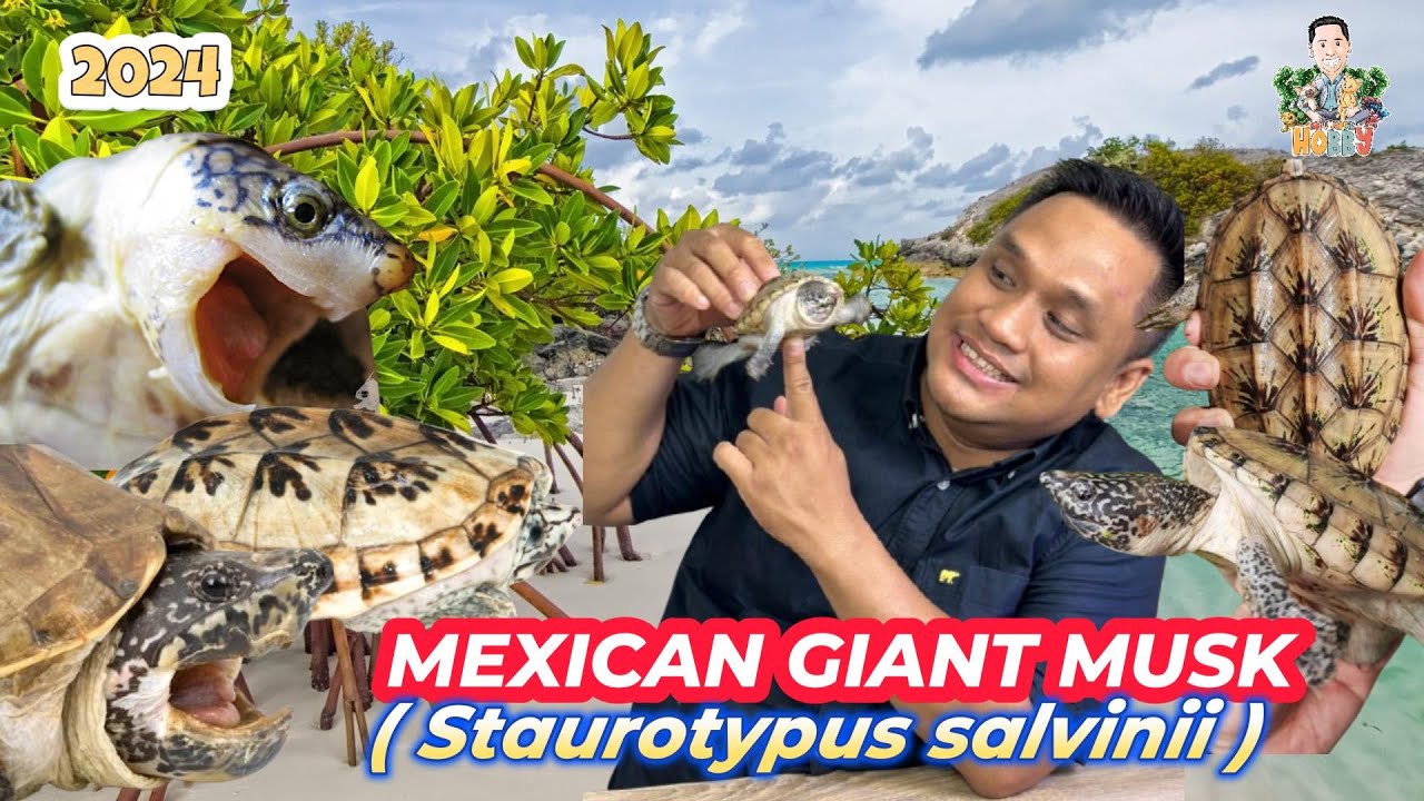 Mexican Giant Musk Turtle ( Staurotypus triporcatus ) kura air ...