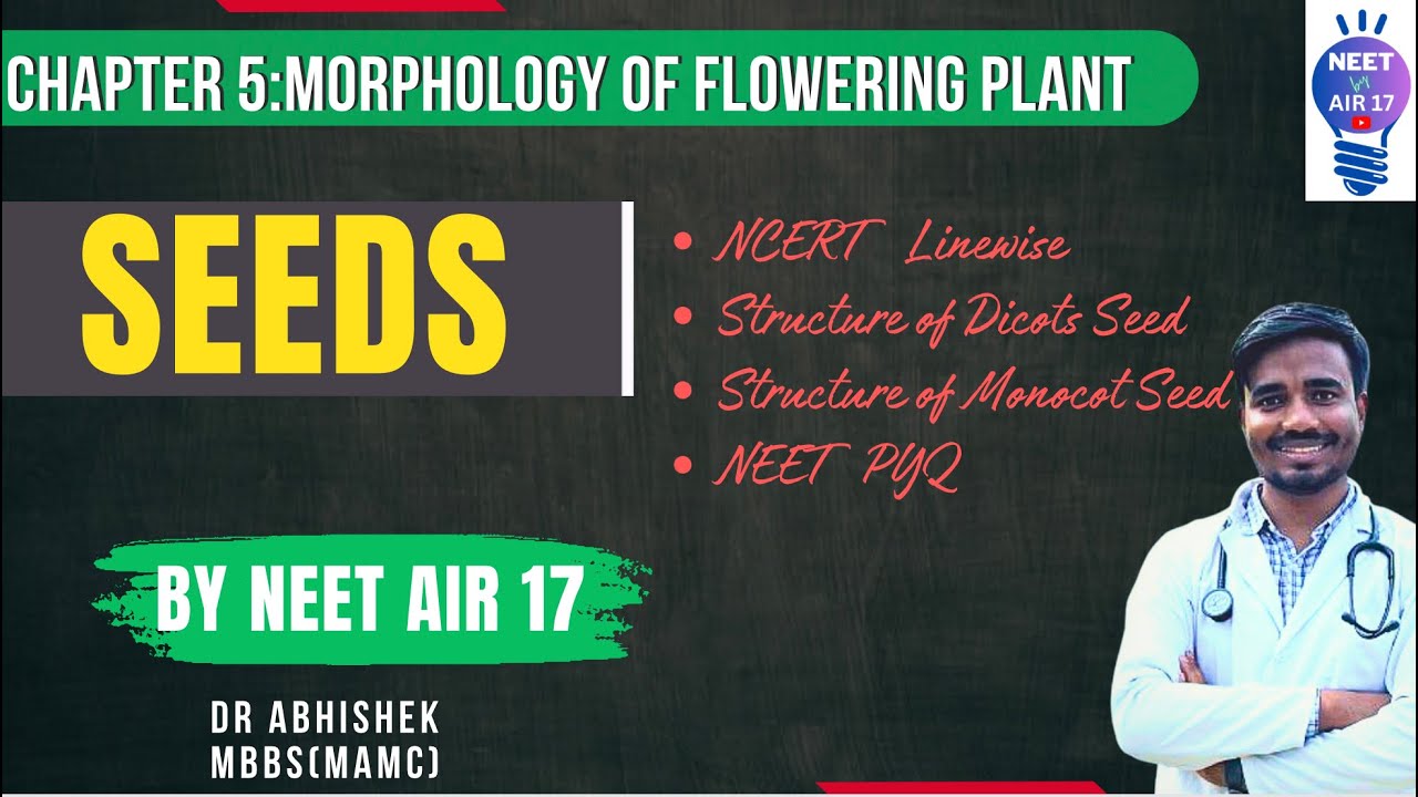 morphology of seed | The Seed - Morphology of FloweringPlants ...