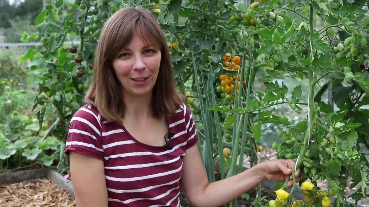 Tomato review of 7 varieties - with tasting! - YouTube