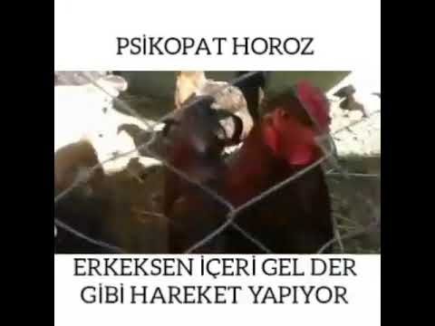 PSİKOPAT HOROZ