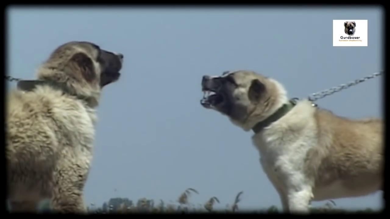 Azərbaycan çoban iti cinsi-Qurdbasar(Gurdbasar) - YouTube