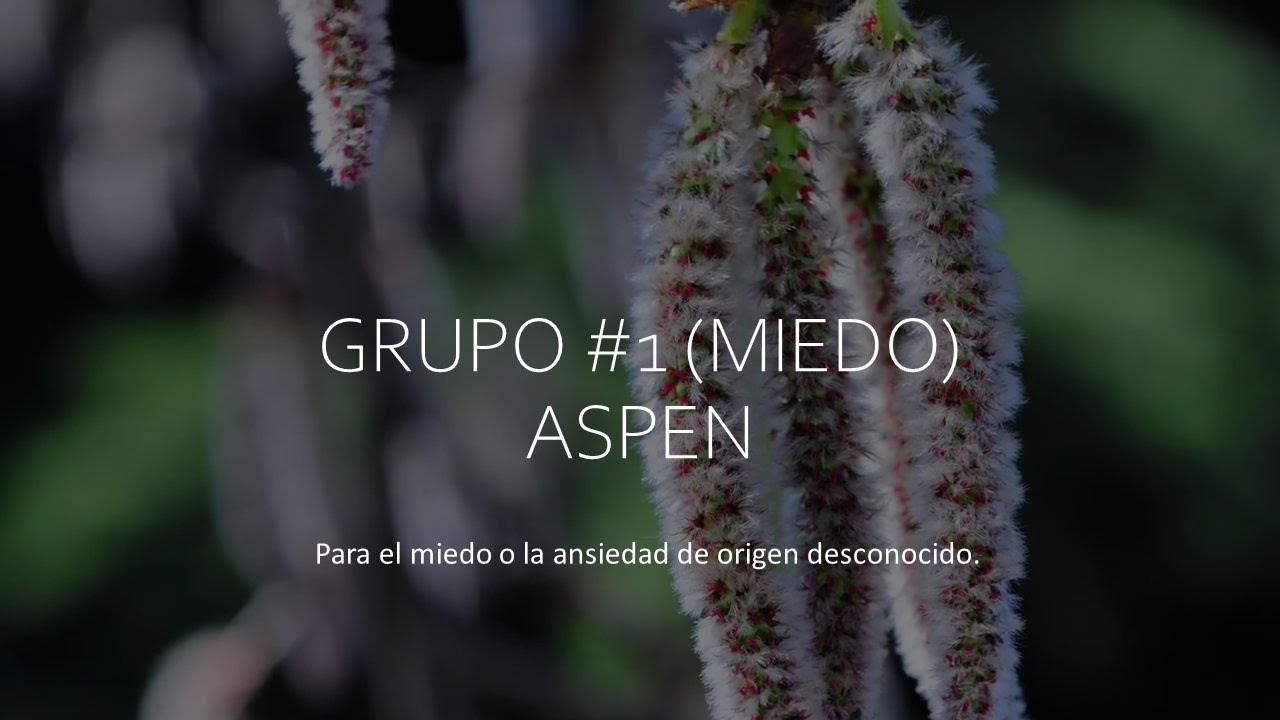 aspen o Alamo Temblon FLORES DE BACH - YouTube
