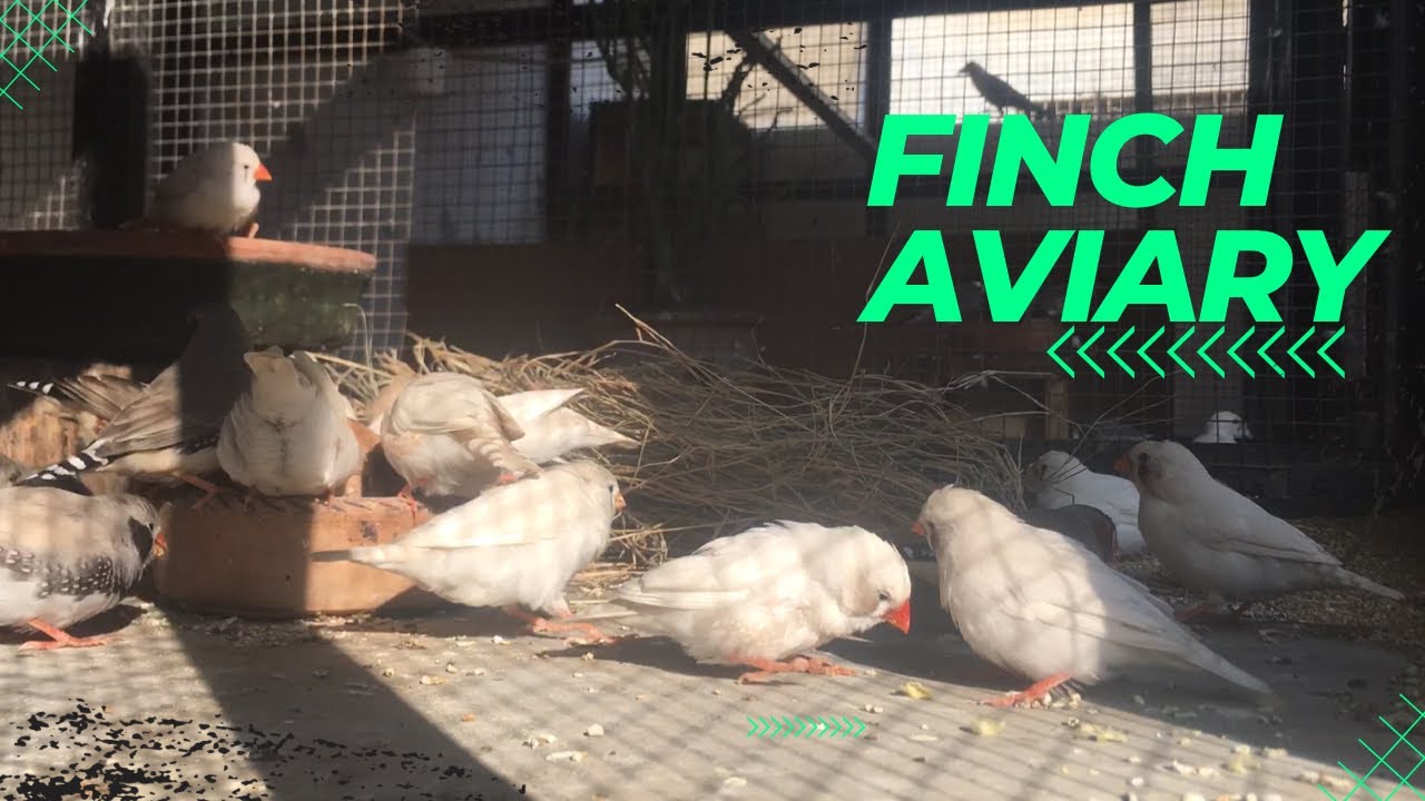 Best Soft Food for |Zebra Finch & Java Sparrow|Aviary me Nesting de di ...