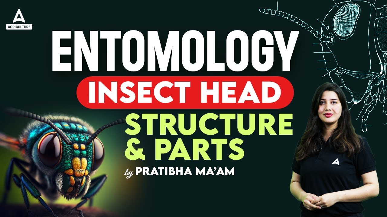 Entomology | Insect Head Structure & Parts | Short Concepts of ...
