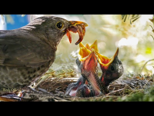 Strange Mother Bird Feeding SUPER Interesting OVER SIZED Mother