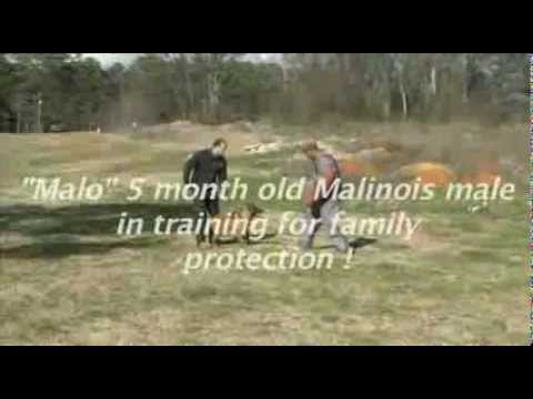 World Class K-9 - Malo Belgian Malinois - Protection dogs for sale ...