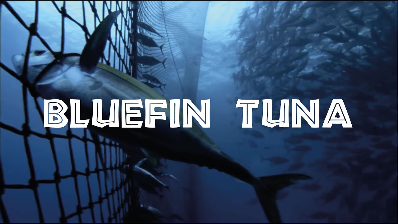 The Endangered: Bluefin Tuna - YouTube