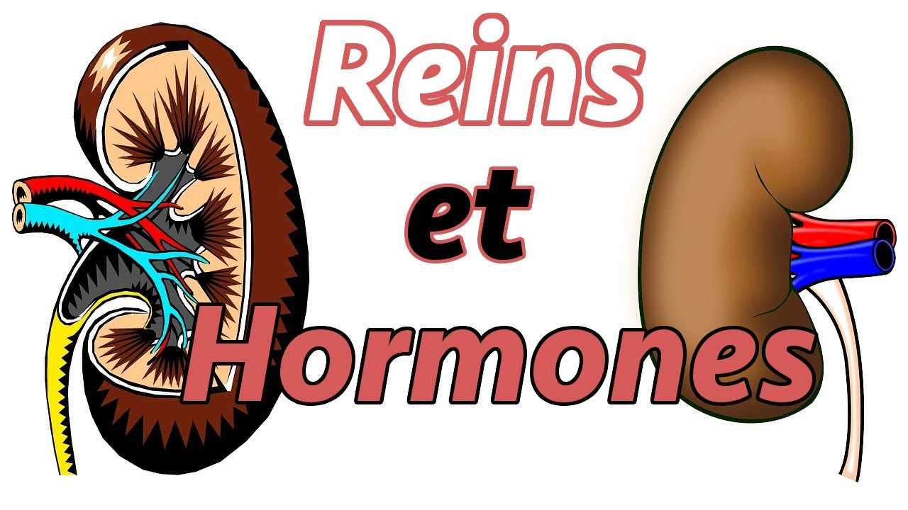 Pression sanguine: Reins et hormones - Cardiovasculaire #4 - YouTube