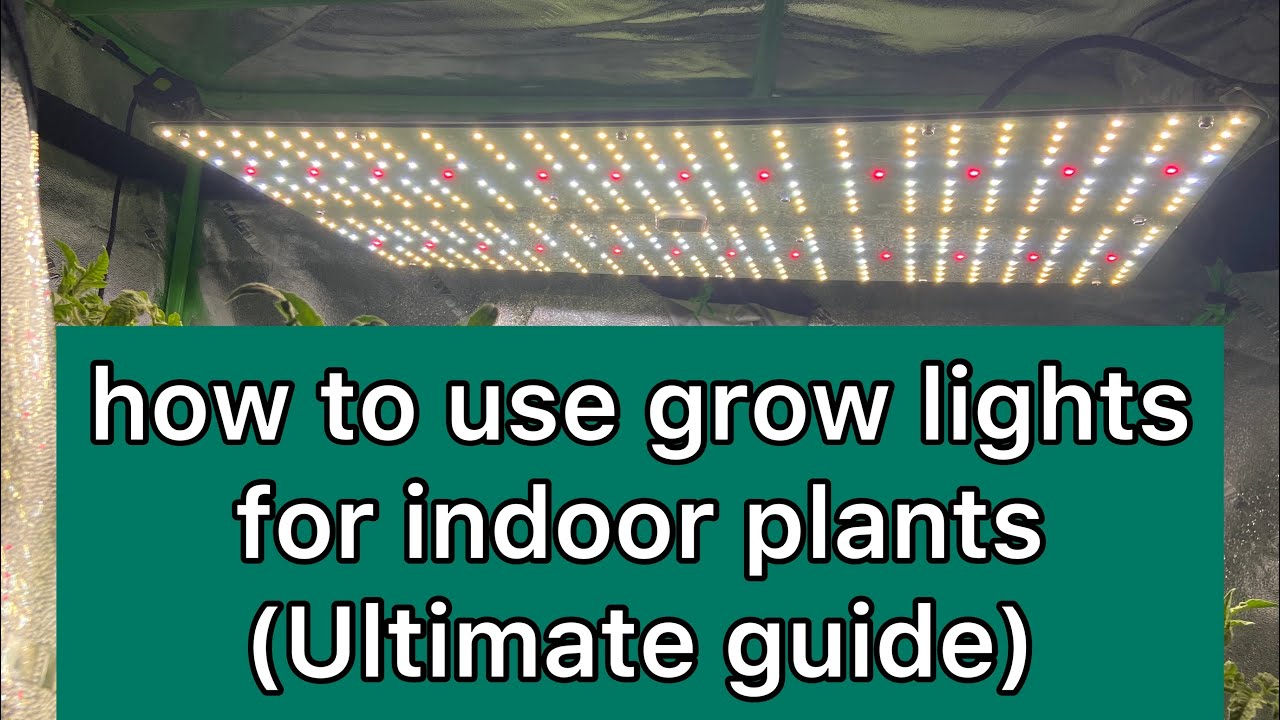 how to use grow lights for indoor plants(ultimate guide) - YouTube