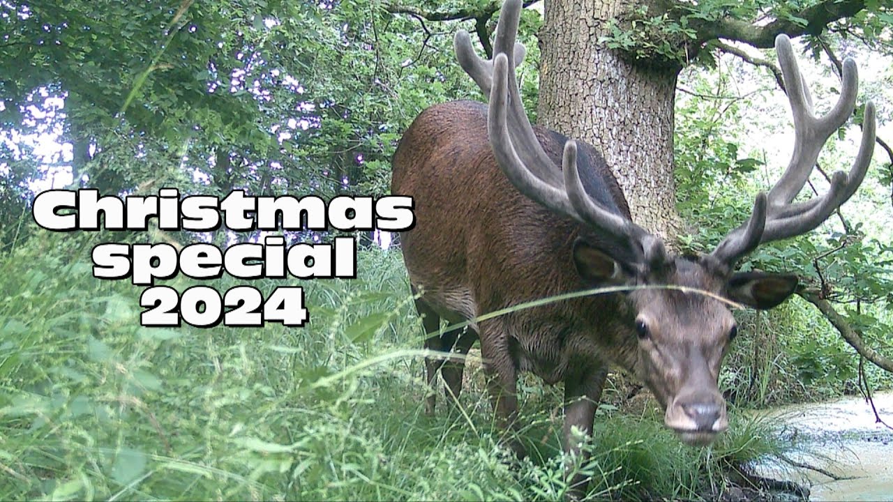 Wildlife Trailcam UK - Christmas 2024 - YouTube