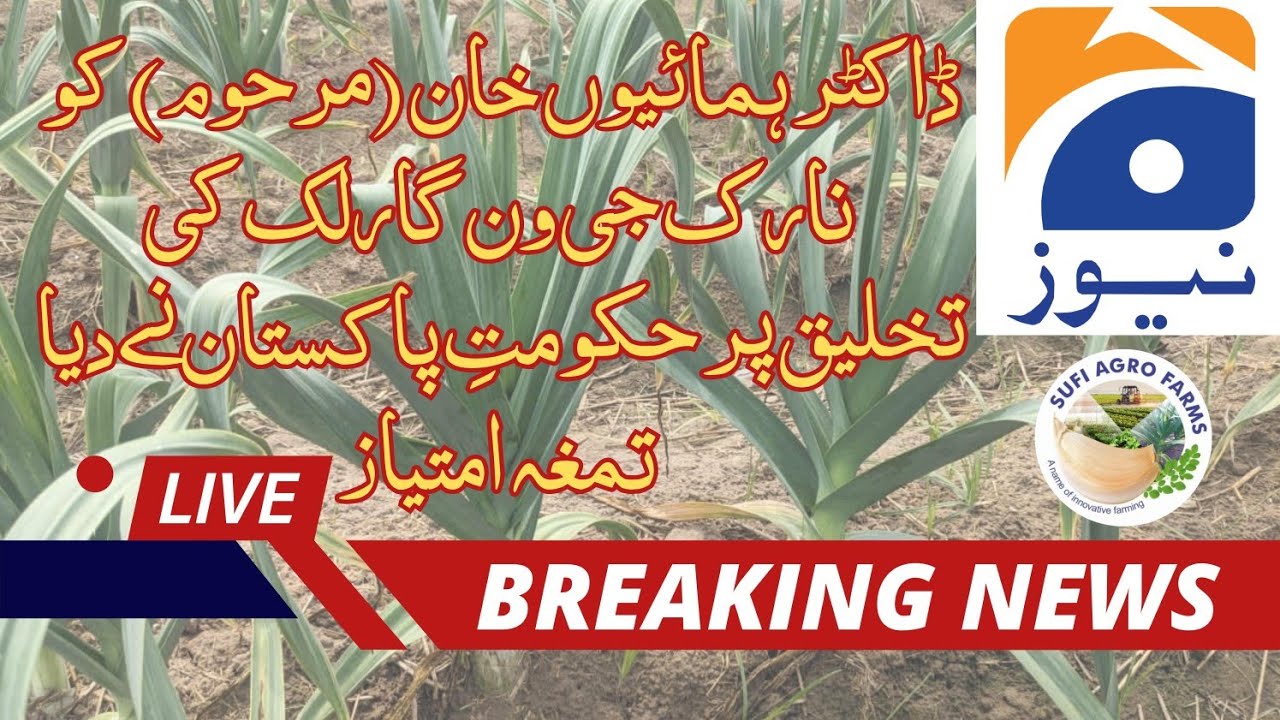 NARC G1 GARLIC | SUFI AGRO FARMS | MILLIONAIRE CROP OF DOCTOR HUMAIYUN KHAN. - YouTube