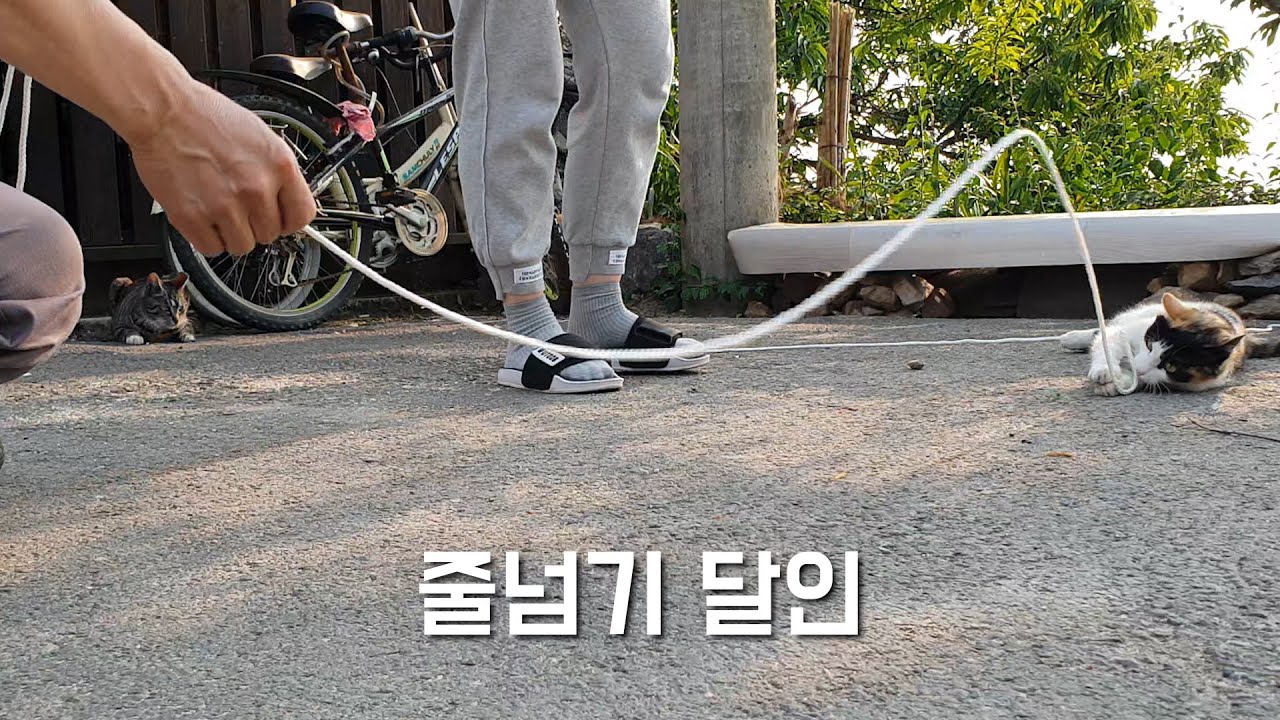 세계 최초로 고양이와 줄넘기를 해봤어요 I jumped rope with a cat for the first time in ...