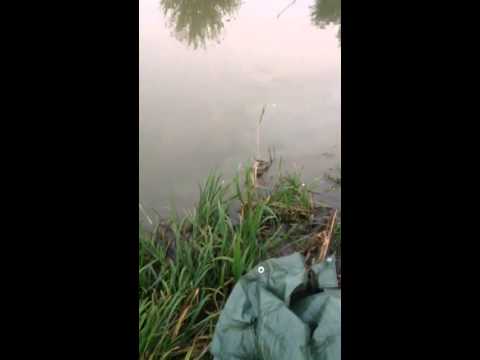 Siluro 170/180 cm a Spinning! 09/10/2013