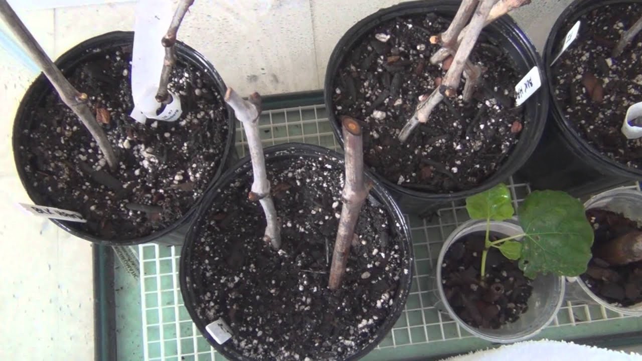 Propagating Black Hamburg Grapevine Cuttings - YouTube