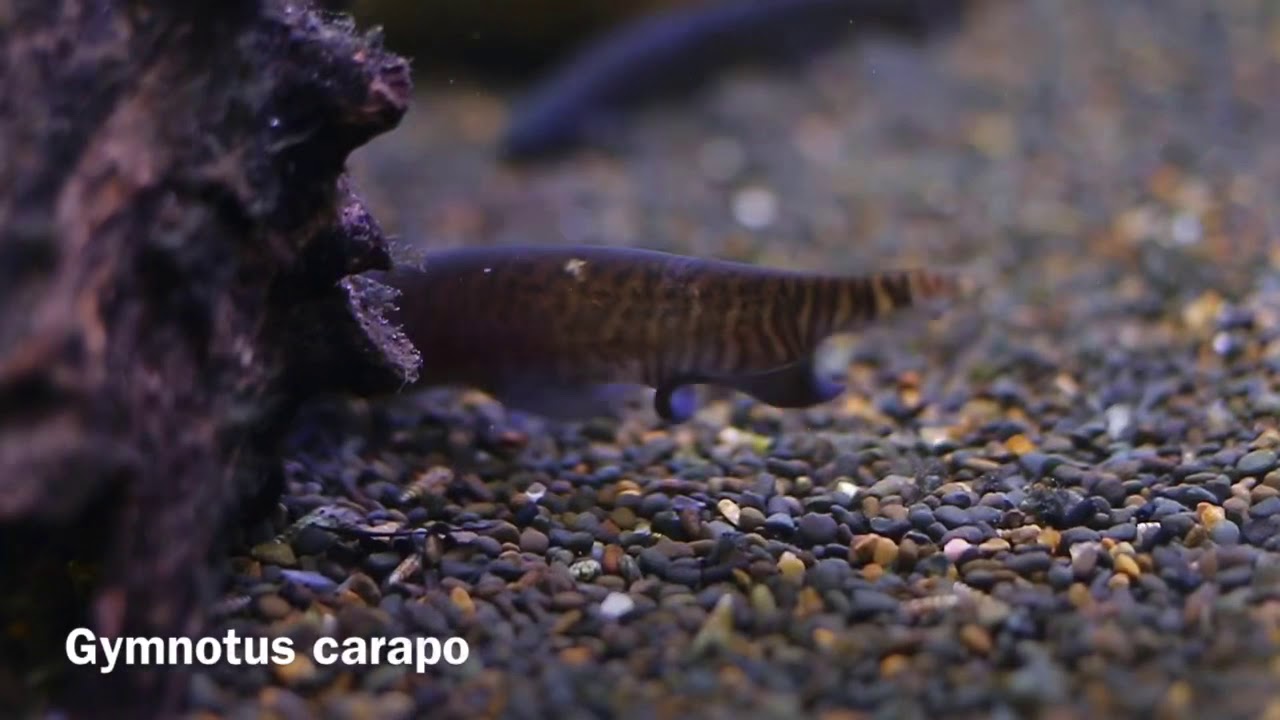 Gymnotus carapo - YouTube