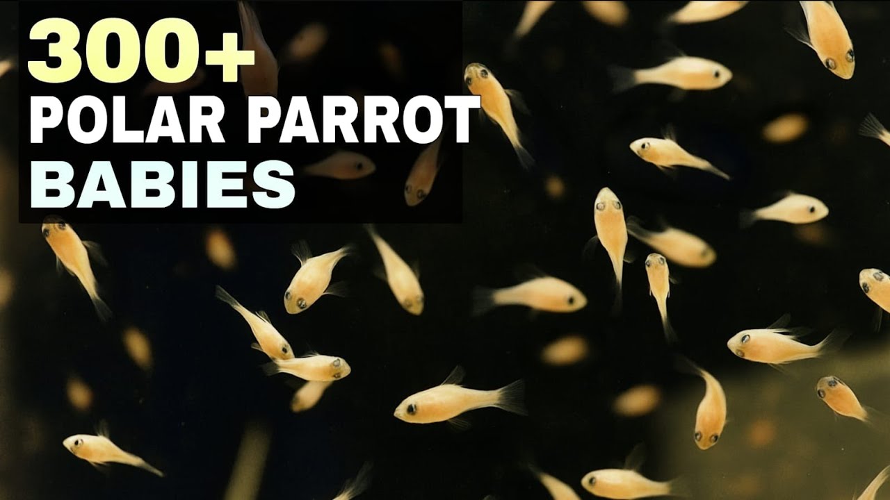 300+ Polar Parrot Cichlid Babies in My Aquarium | Unbelievable Breeding ...