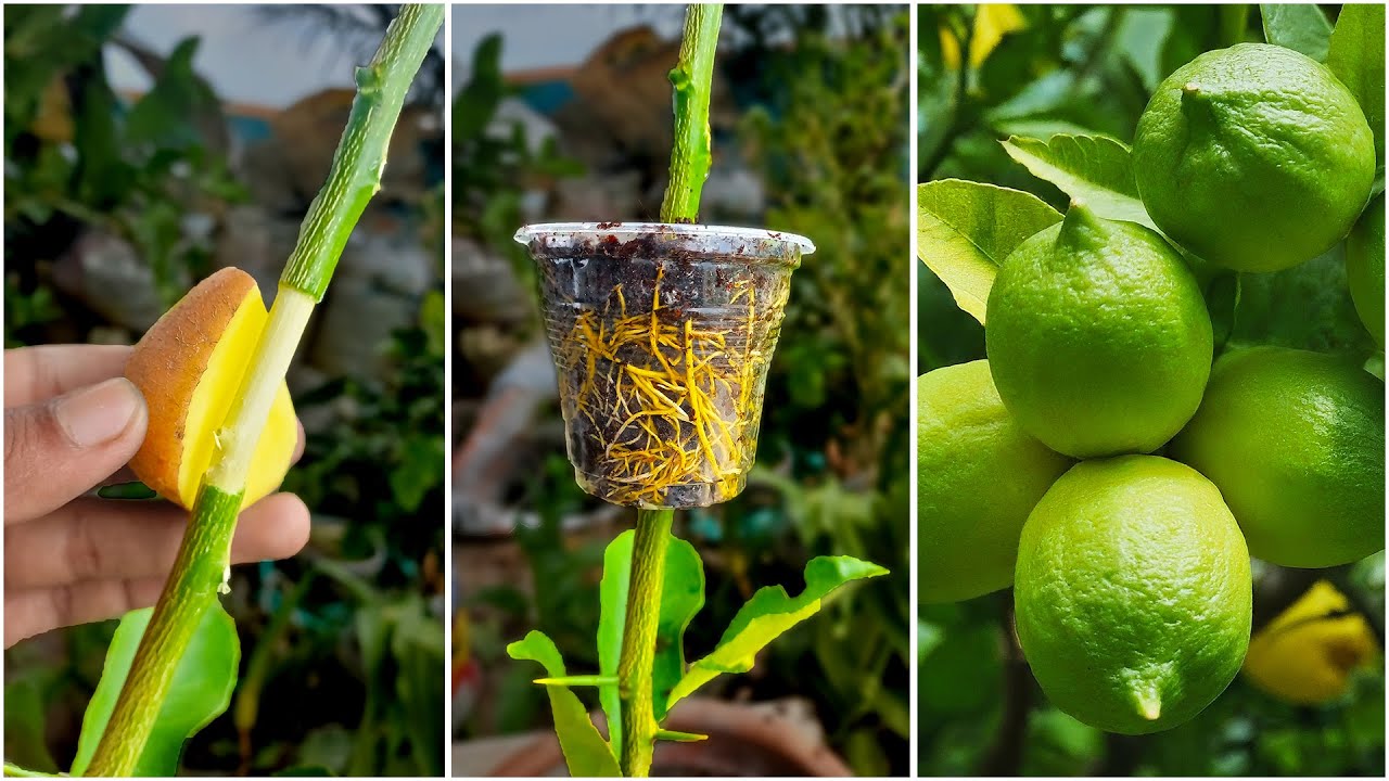 How to Air Layering Lemon Tree in Summer Season /Easy method to grow ...