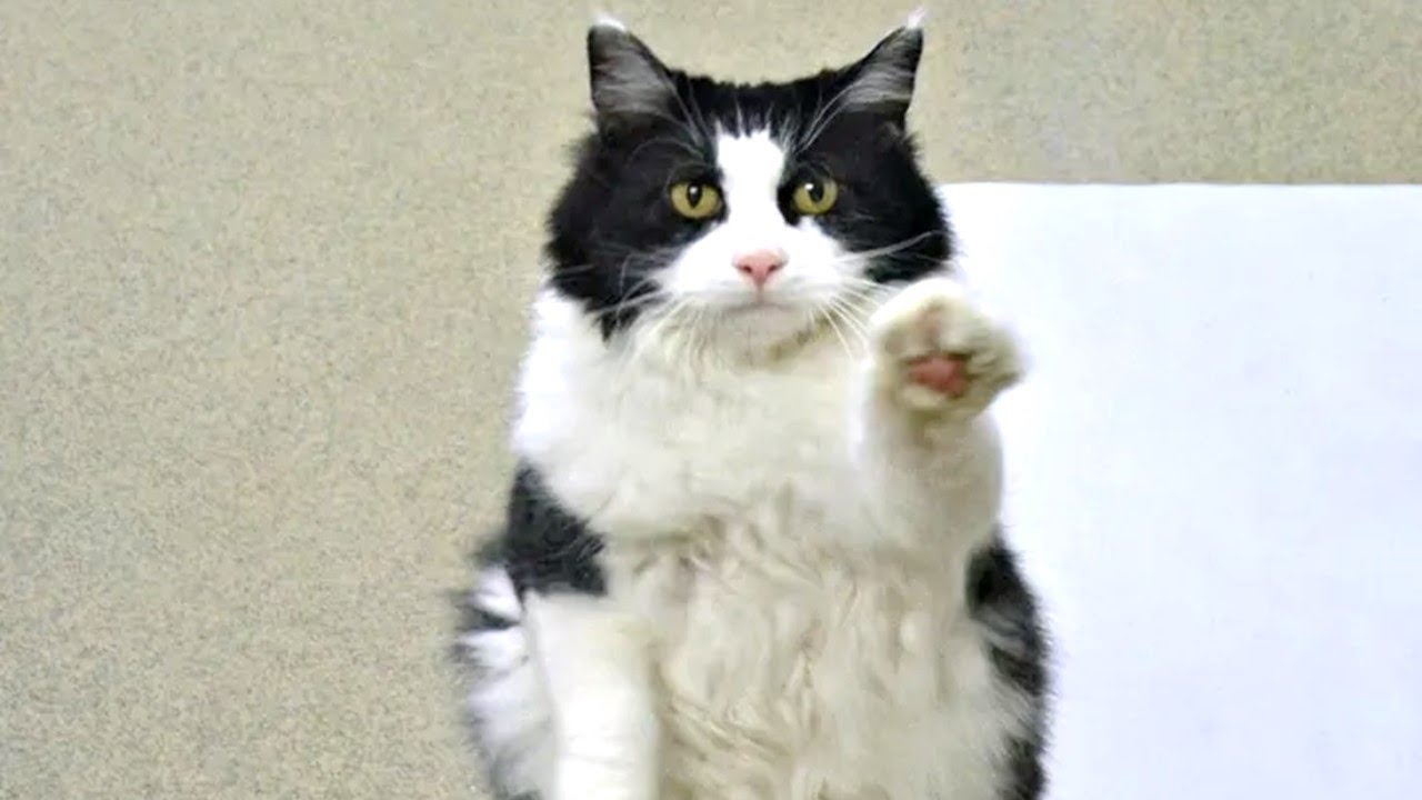 A cat run up and started pawing at the window, begging for love - YouTube