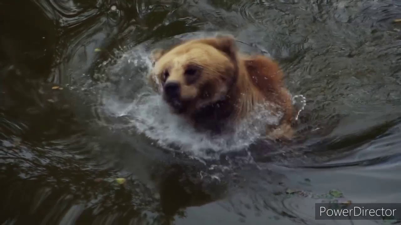 Just wondering if these animals are aware of what is happening in the ...