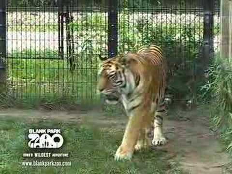 Siberian Tiger at the Blank Park Zoo - YouTube