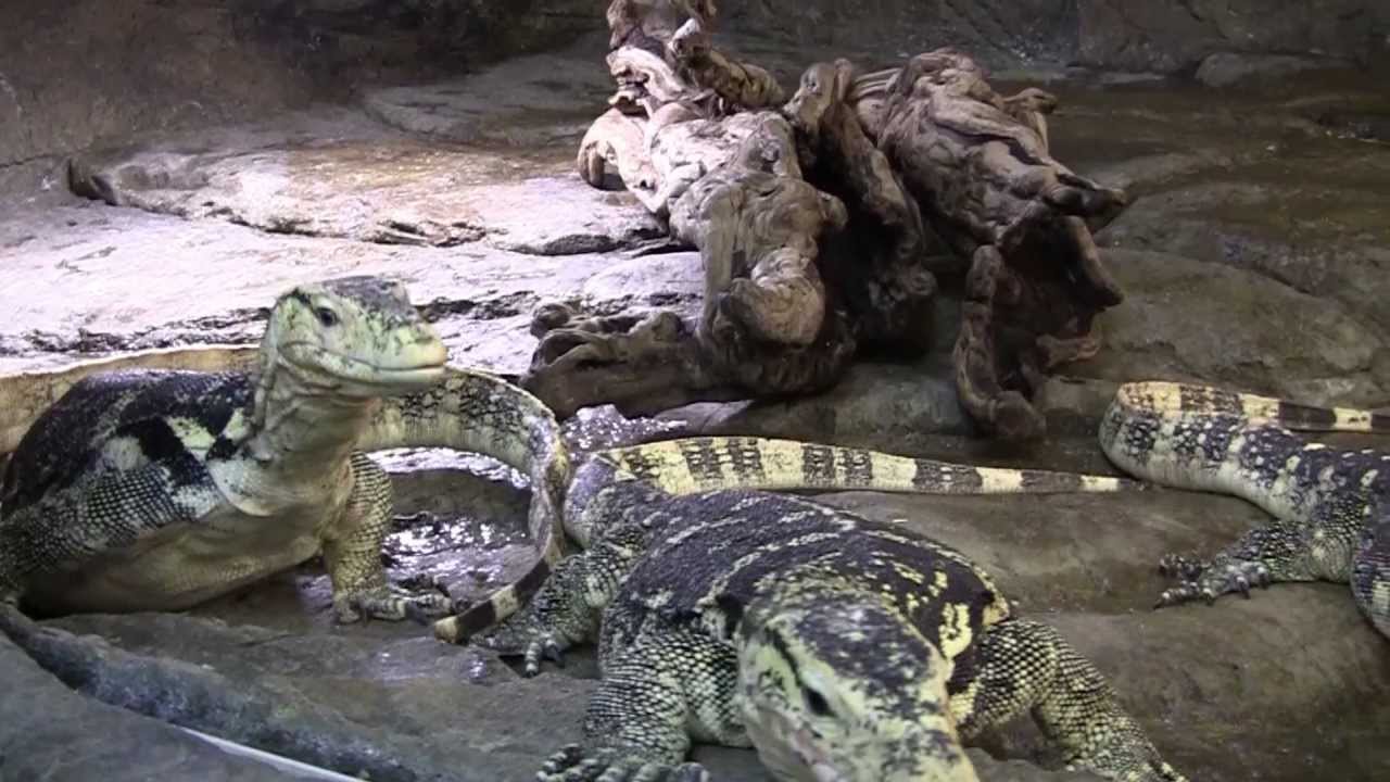 CBB Sulfur Water Monitor!!! - YouTube